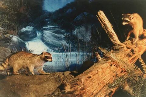 Throwback - Old Timber Mountain Log Ride and its Construction