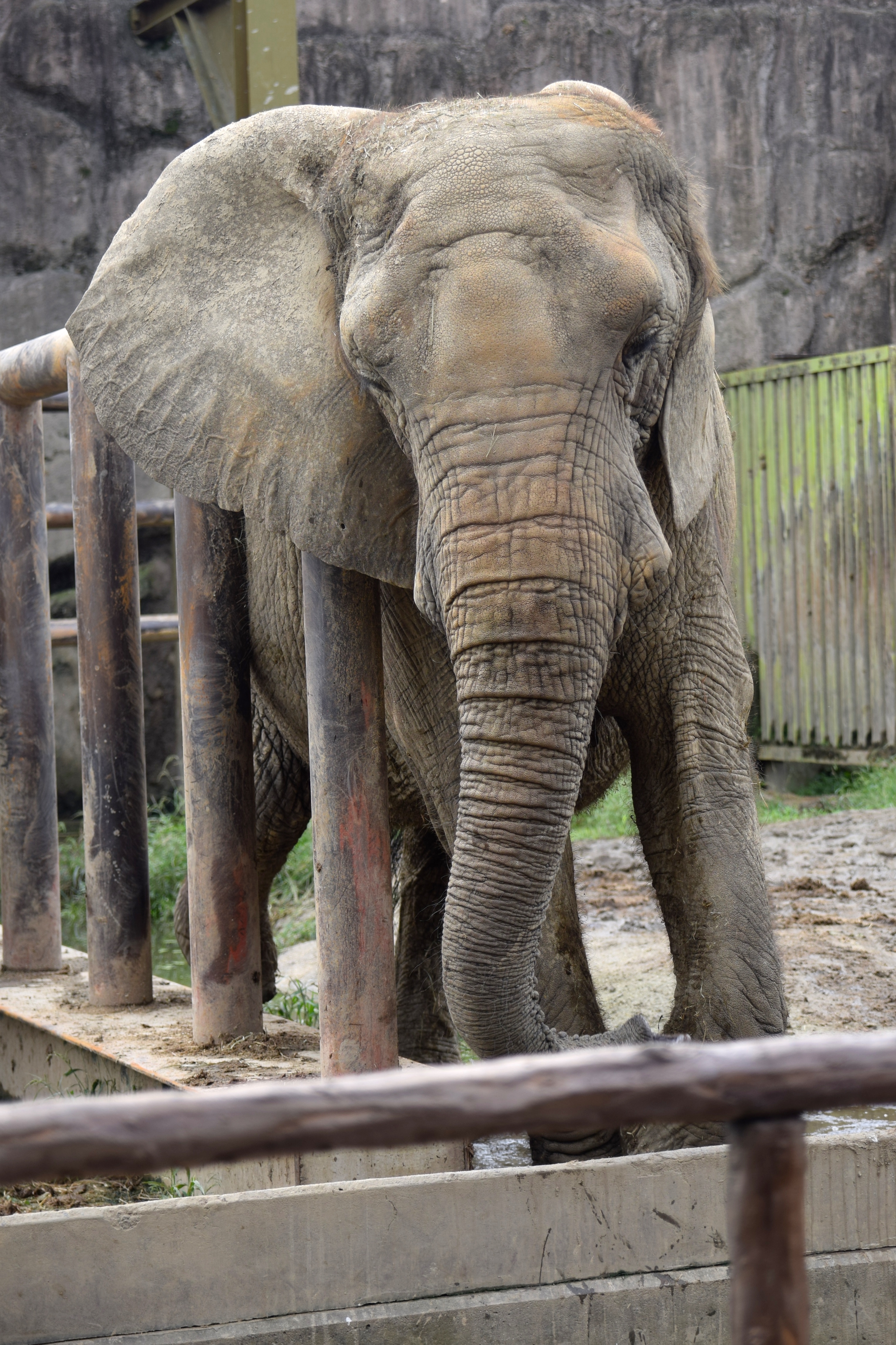 Tobu Zoo - Coaster Kings