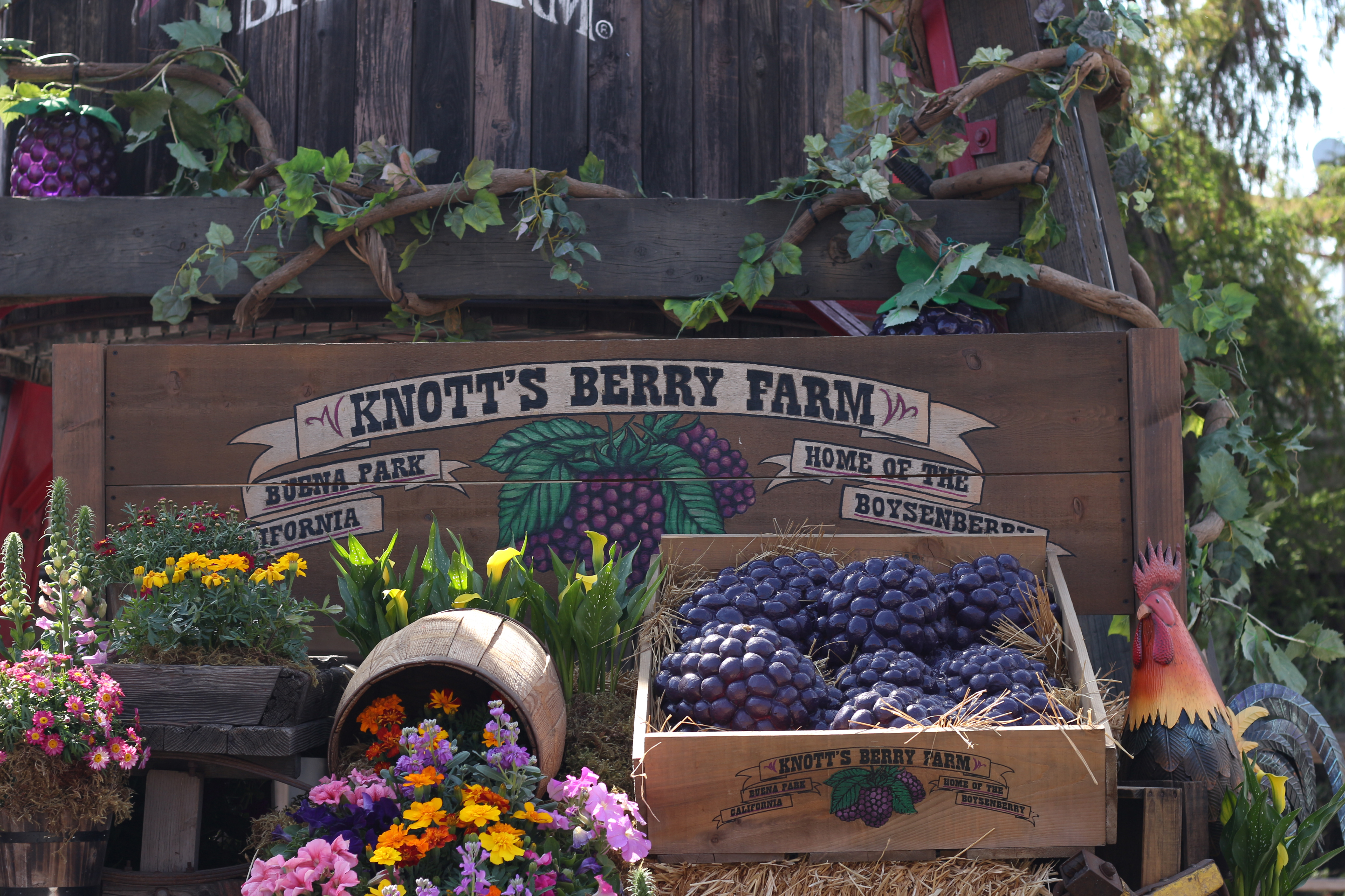 Knott's Berry Farm Boysenberry Festival 2019 - Coaster Kings