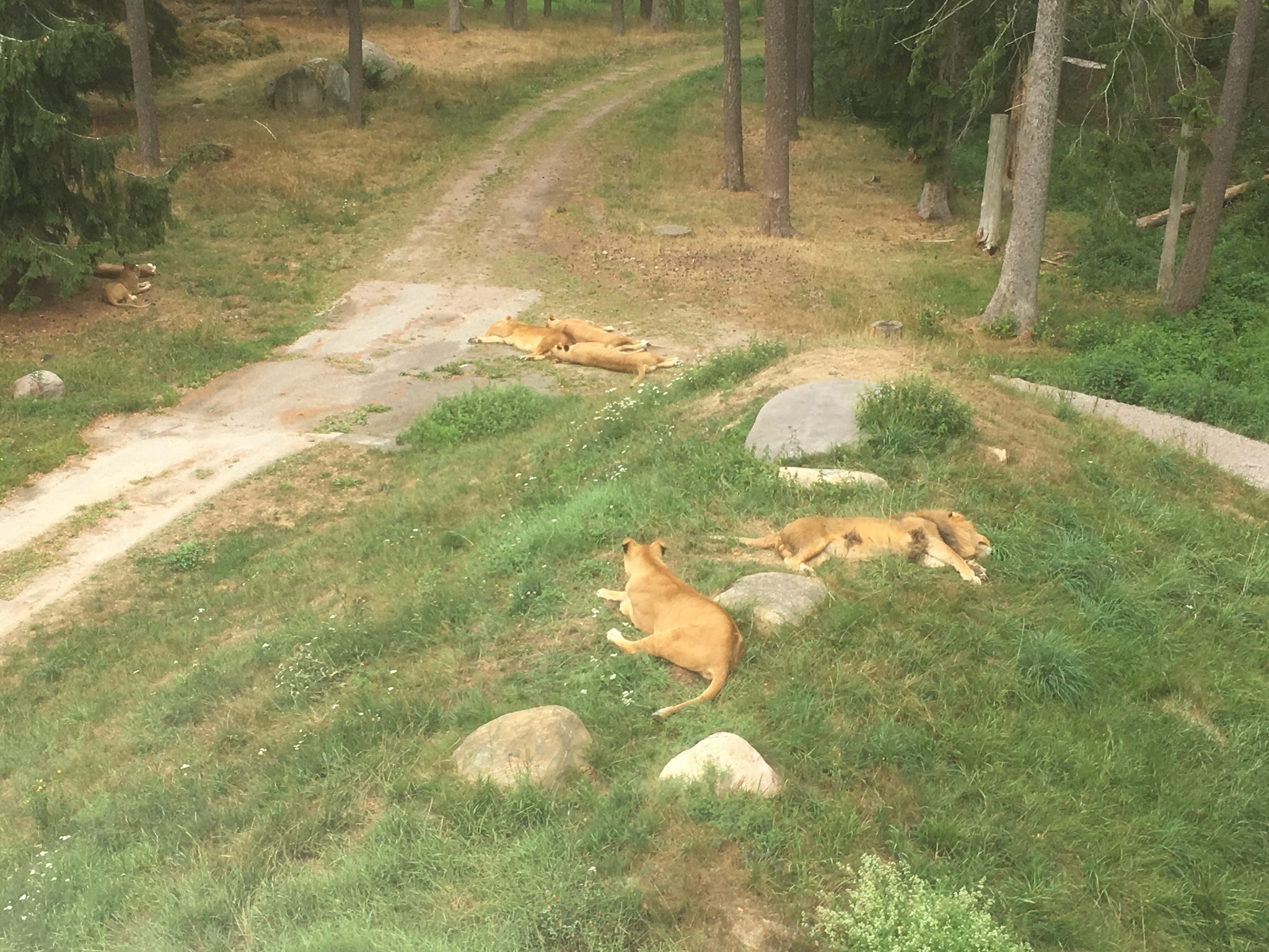 Scandinavia Series- Part 6: Kolmården Wildlife Park, Sweden - Coaster Kings