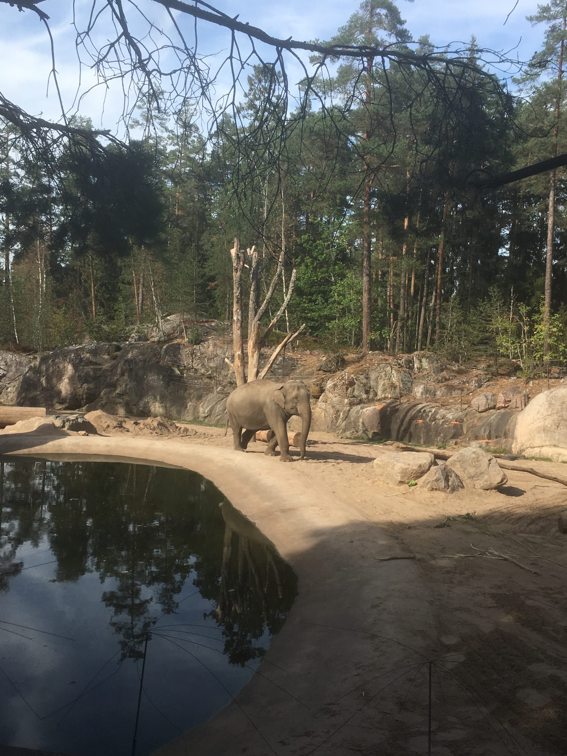 Scandinavia Series- Part 6: Kolmården Wildlife Park, Sweden - Coaster Kings